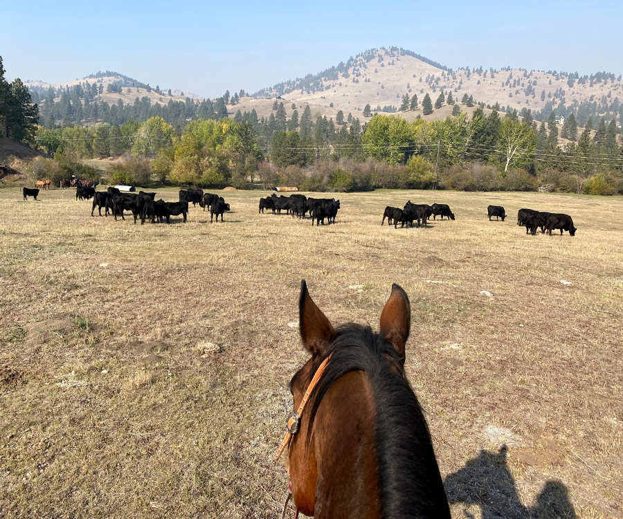 Agriculture Products | Ag Syn